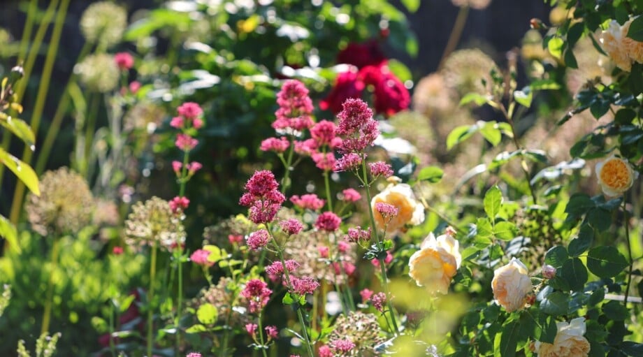 15 Ways to Protect Your Plants From Extreme Heat