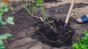 Rose Rosette Disease: Identification, Prevention & Treatment