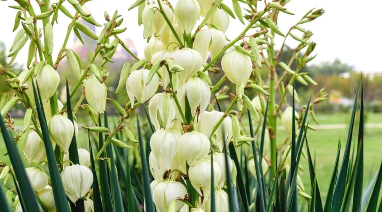 How to Plant, Grow and Care For Adam's Needle