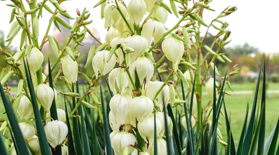How to Plant, Grow and Care For Adam's Needle