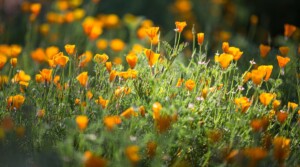 How to Plant, Grow and Care For California Poppies