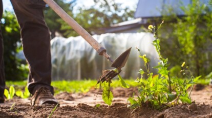 15 Ways to Protect Your Plants From Extreme Heat