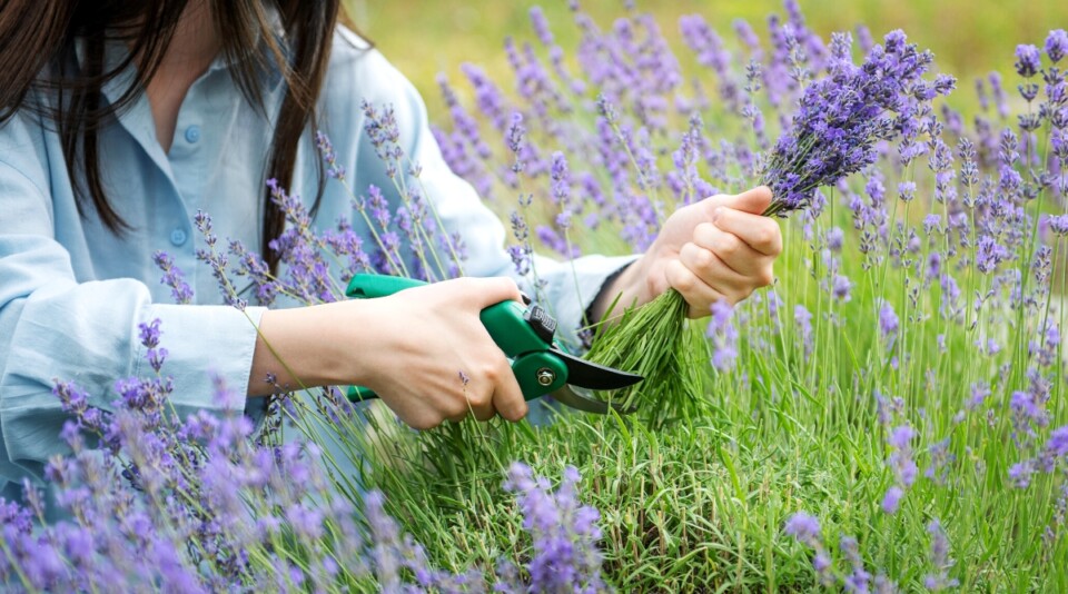 11 Tips For Growing Incredible Lavender This Season