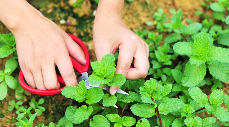 How to Plant, Grow and Care For Peppermint