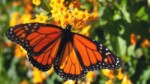 30 Beautiful Host Plants For Butterflies