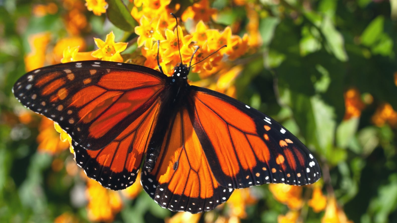 30 Beautiful Host Plants For Butterflies