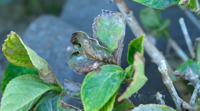 7 Signs of an Overwatered Hydrangea