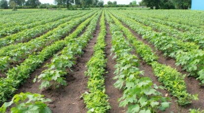 15 Tips For Bigger Brassica Harvests This Season