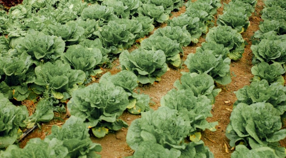 15 Tips For Bigger Brassica Harvests This Season