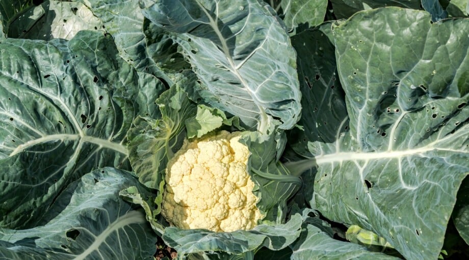 15 Tips For Bigger Brassica Harvests This Season