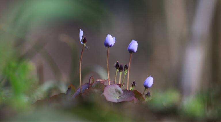 How to Plant, Grow and Care For Twinleaf Flowers