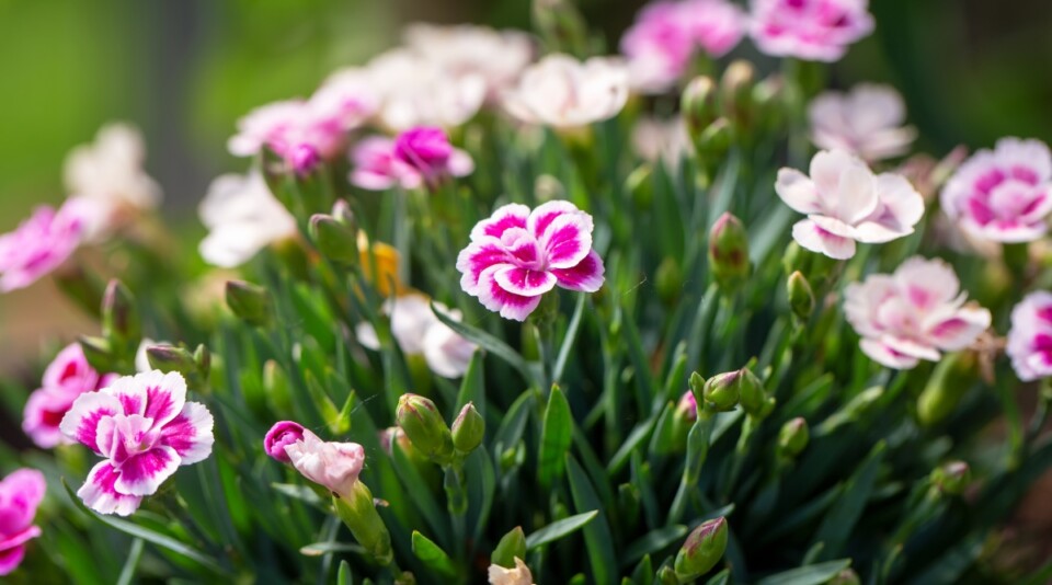 How to Plant, Grow and Care For Carnation Flowers