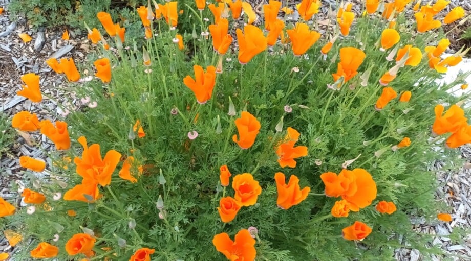 How to Plant, Grow and Care For California Poppies
