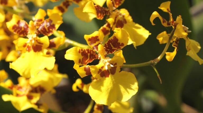 How to Plant, Grow and Care For Oncidium Orchids