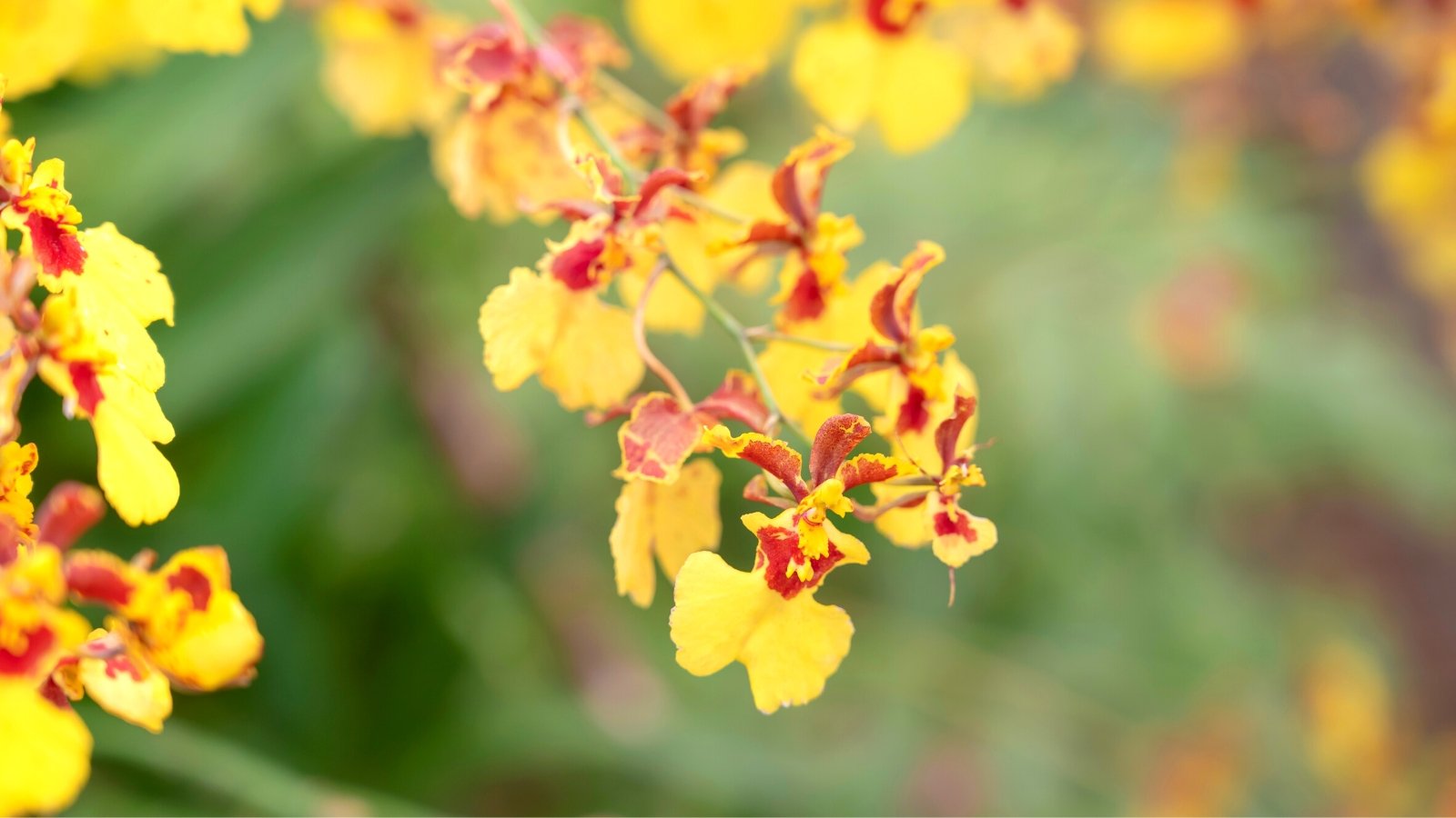 How to Plant, Grow and Care For Oncidium Orchids