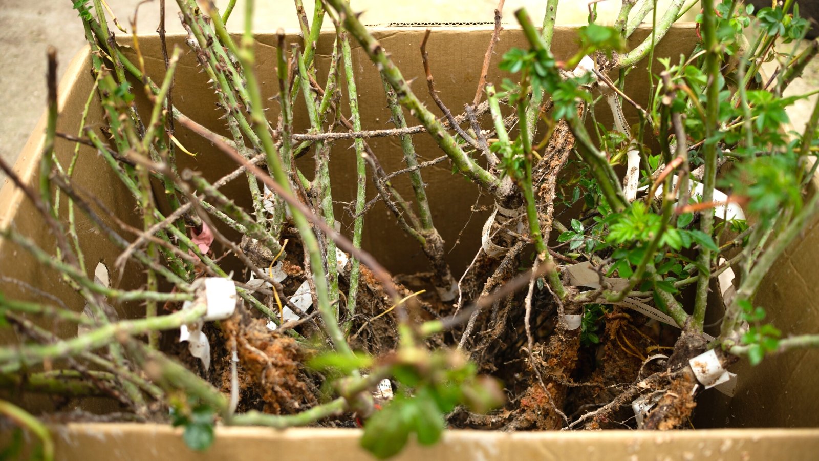 Own-Root vs. Grafted Roses: Which is Better?