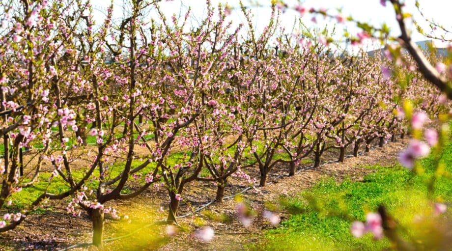 Peach Tree Growth Stages: How Fast Do Peach Trees Grow?