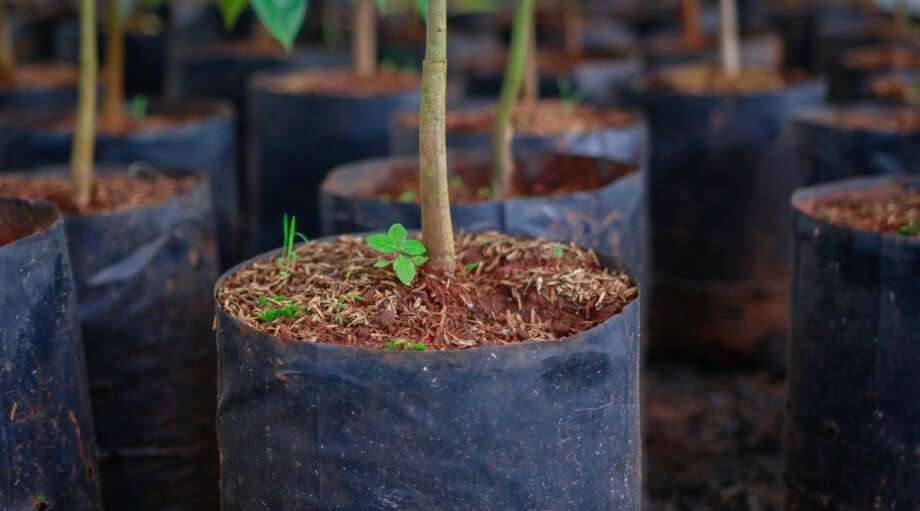 How to Plant, Grow and Care For Pecan Trees