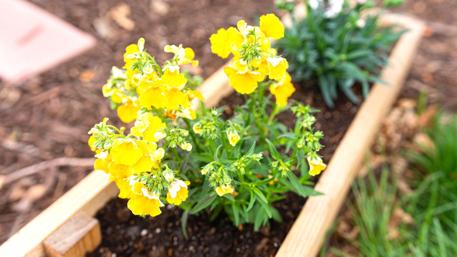 27 Flowering Perennials for Raised Garden Beds