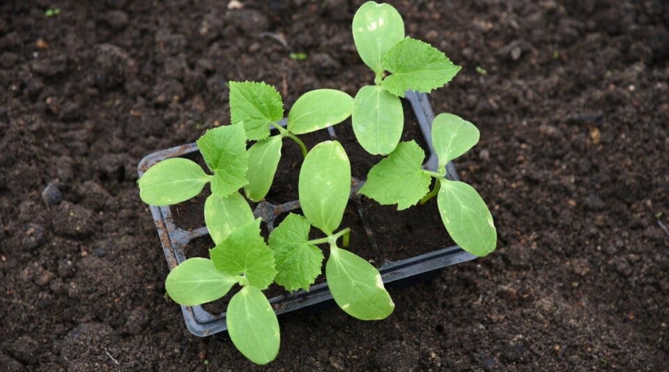 15 Mistakes to Avoid When Growing Cucumbers This Season