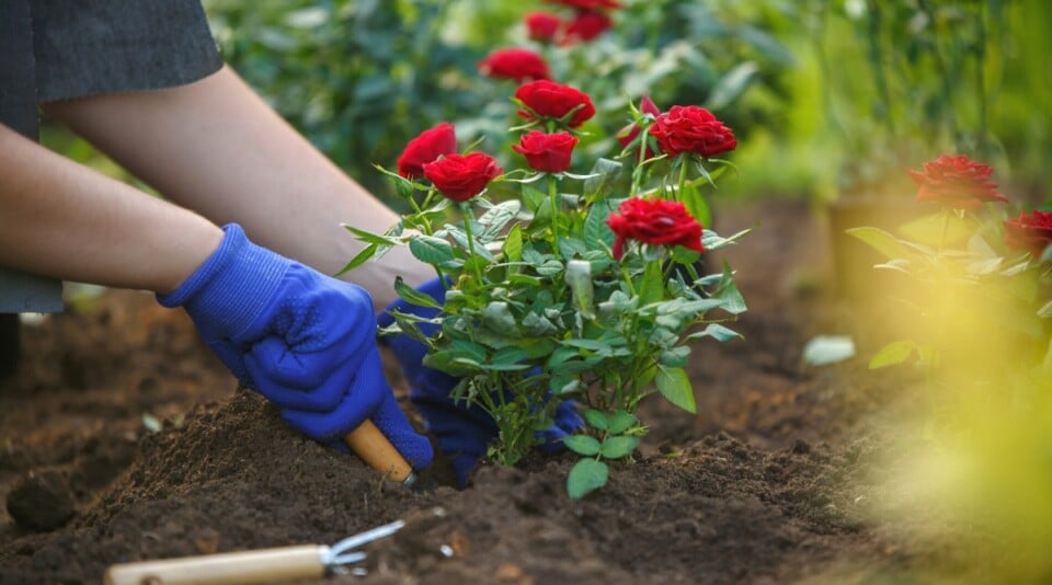 13 Factors To Consider When Buying Roses From a Nursery