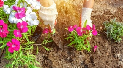 How to Plant, Grow and Care For Carnation Flowers