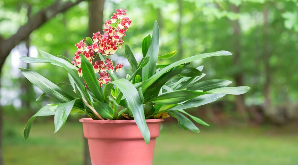 How to Plant, Grow and Care For Oncidium Orchids