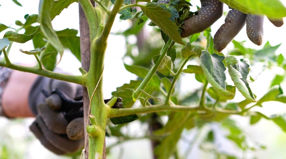How to Identify, Treat and Prevent Septoria Leaf Spot in Tomatoes