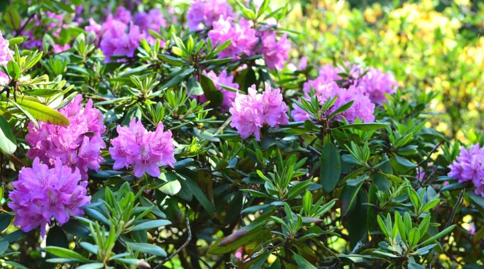 Where Should You Plant Azaleas For Optimal Growth?