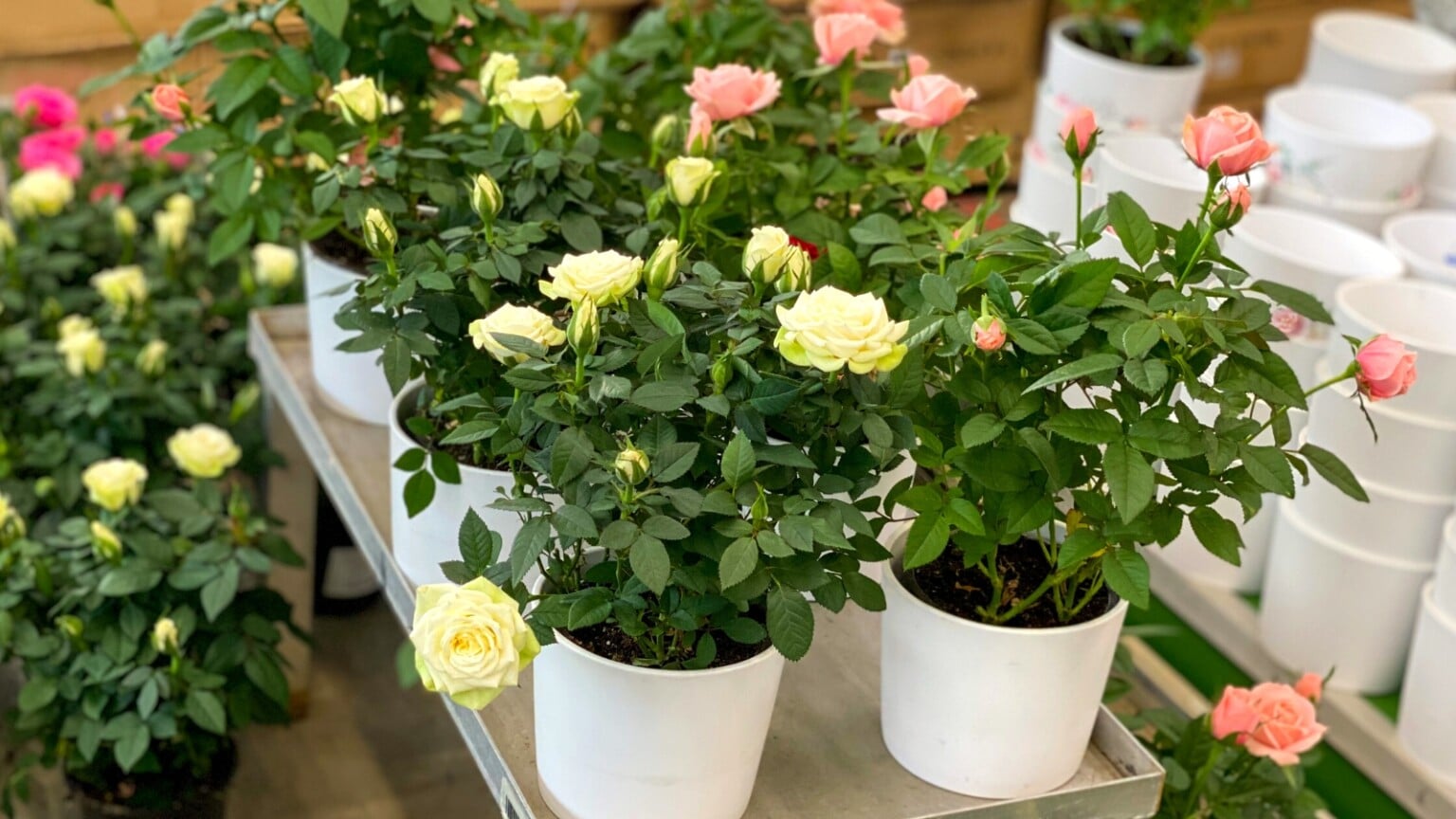 How to Plant, Grow, and Care for Hybrid Tea Roses