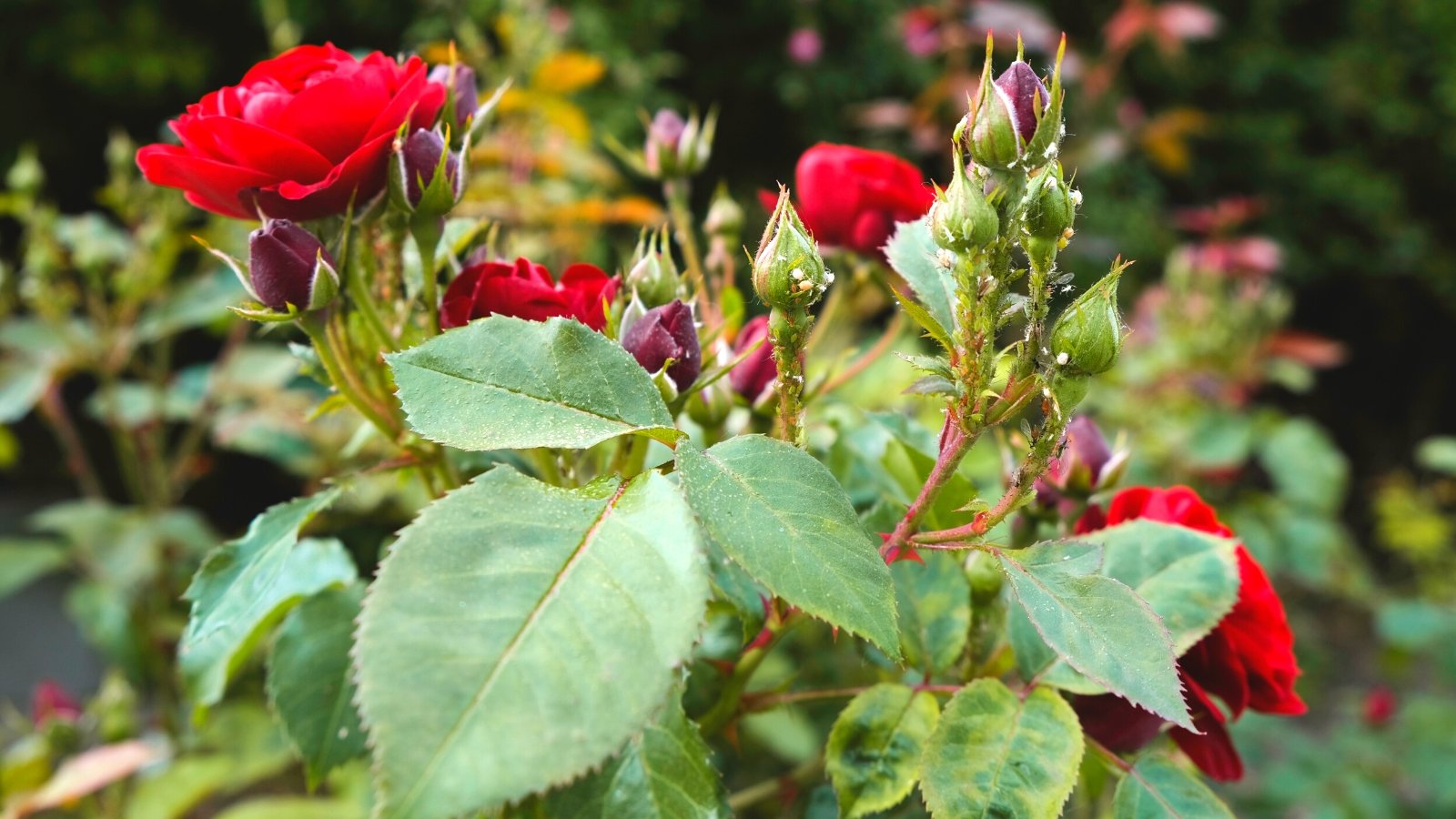 15 Common Problems Every Rose Gardener Will Face