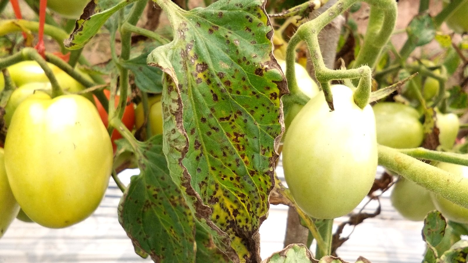 How To Identify Treat And Prevent Septoria Leaf Spot In Tomatoes