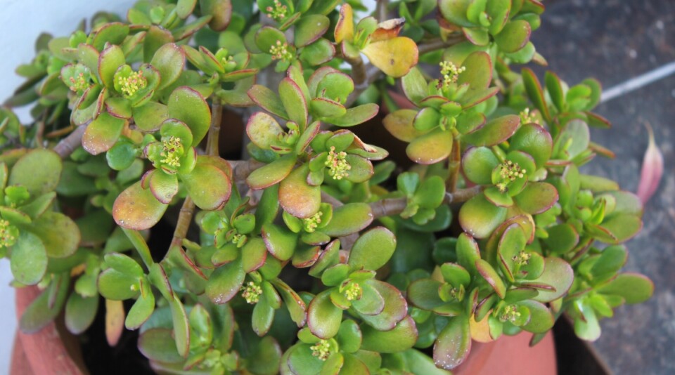 How Can You Tell if Your Jade Plant is Getting Too Much Sun?