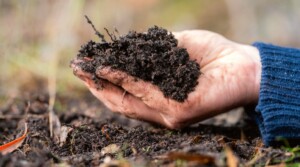 How to Plant, Grow and Care For Beauty Bush