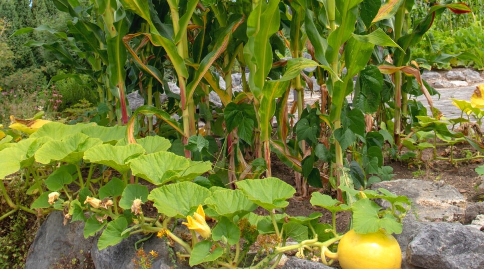 15 Tips for Gardening in Small Spaces
