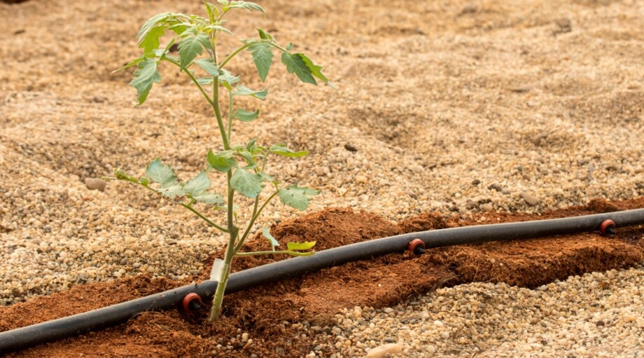 How to Identify, Treat and Prevent Septoria Leaf Spot in Tomatoes