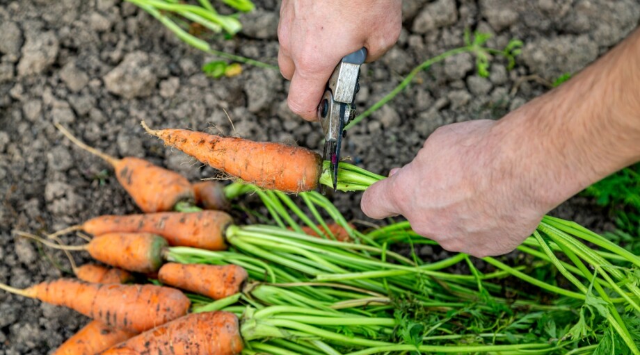 How To Vernalize Carrots in 5 Easy Steps