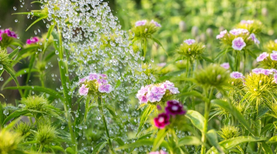 How to Plant, Grow and Care For Carnation Flowers