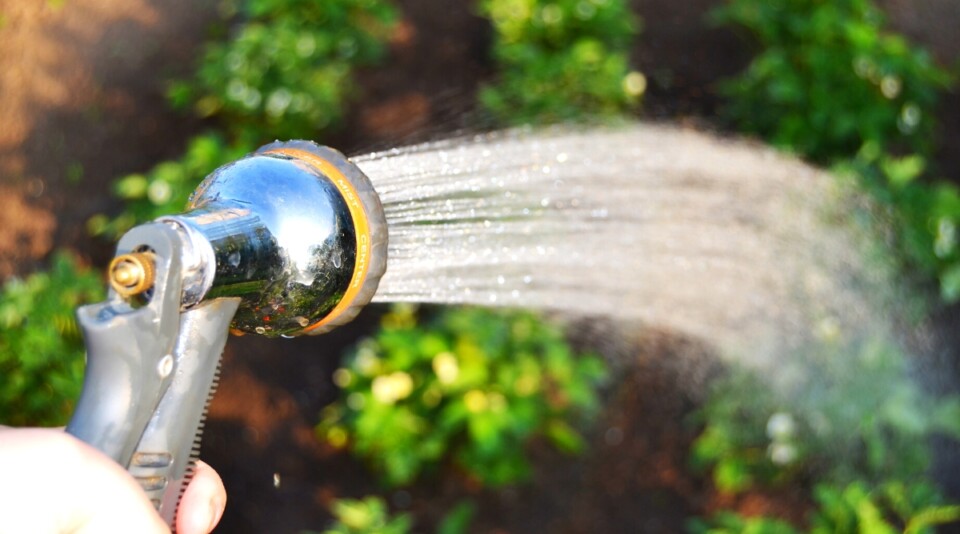 15 Ways to Protect Your Plants From Extreme Heat