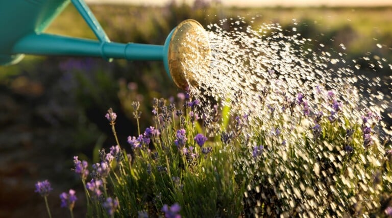 11 Tips For Growing Incredible Lavender This Season