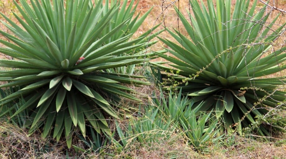 How to Plant, Grow and Care For Adam's Needle