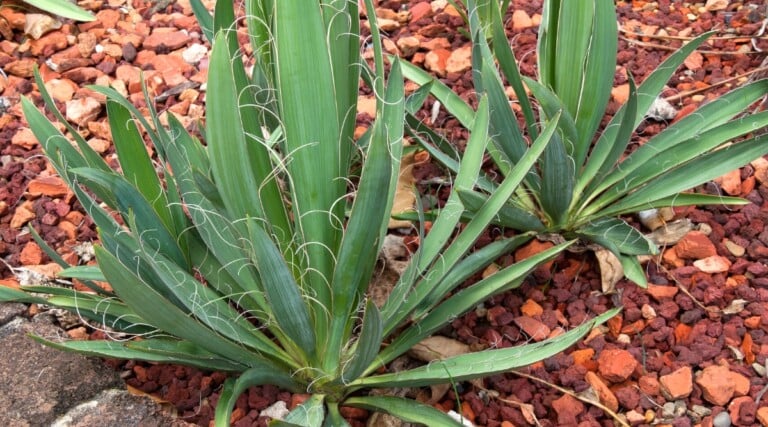 How to Plant, Grow and Care For Adam's Needle
