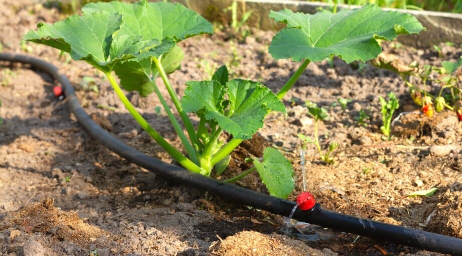 15 Mistakes to Avoid When Growing Zucchini This Season