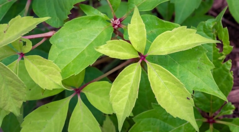 How to Plant, Grow and Care For Virginia Creeper