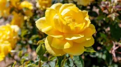 17 Roses That Thrive on Neglect