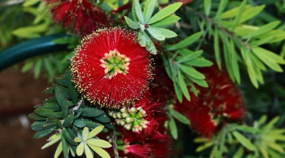 27 Types of Flowering Bottlebrush Plants For Your Garden