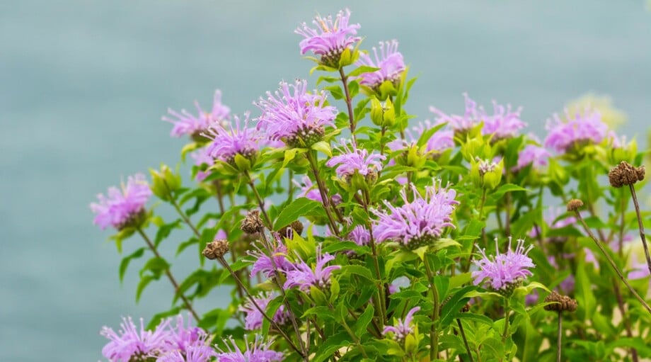 How to Plant, Grow and Care For Wild Bergamot