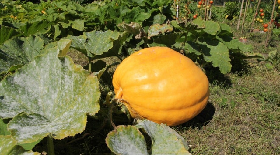 15 Tips for Growing Epic Giant Pumpkins