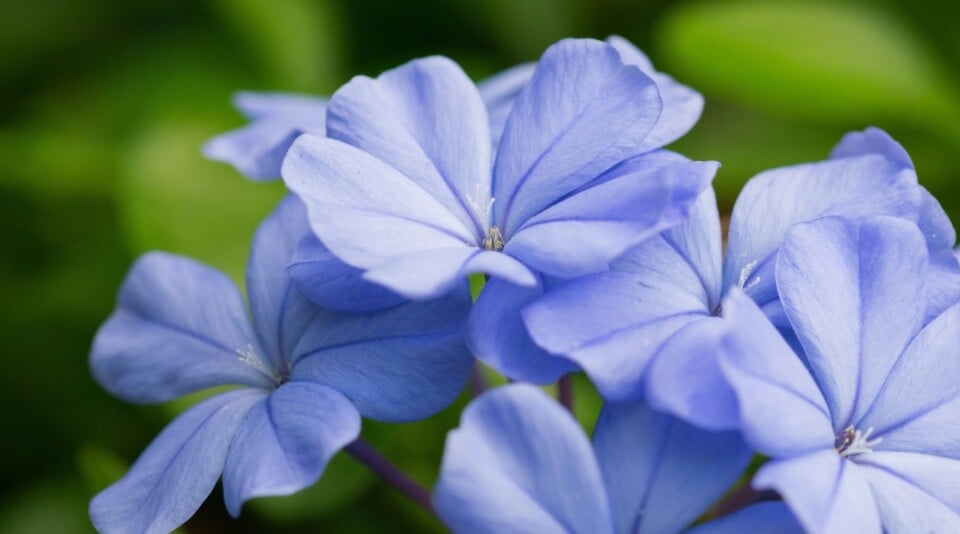 How to Plant, Grow and Care For Plumbago Flowers