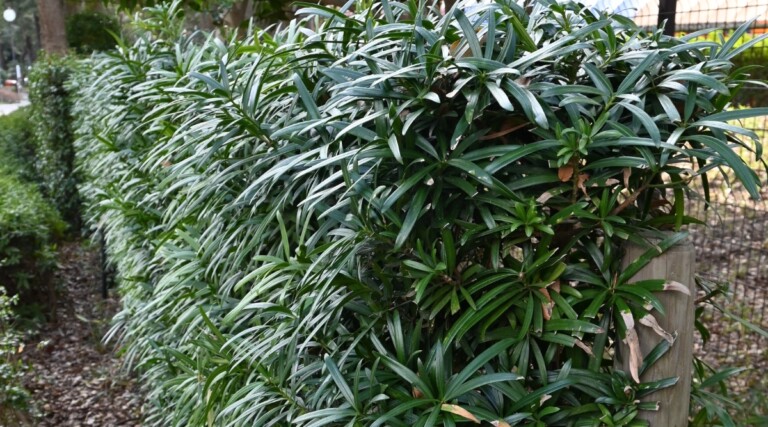 How to Plant, Grow, and Care for Podocarpus